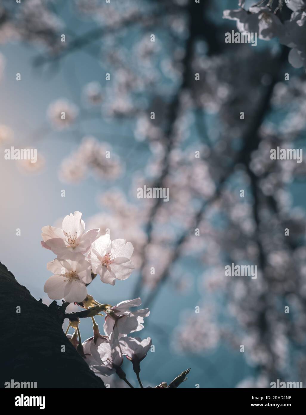 Beautiful cherry blossom sakura in spring time Stock Photo - Alamy
