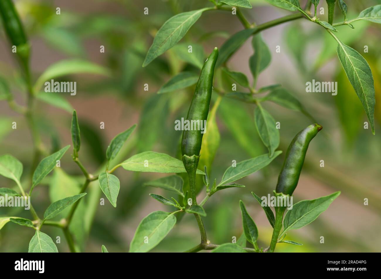 Chili leaf hi-res stock photography and images - Alamy