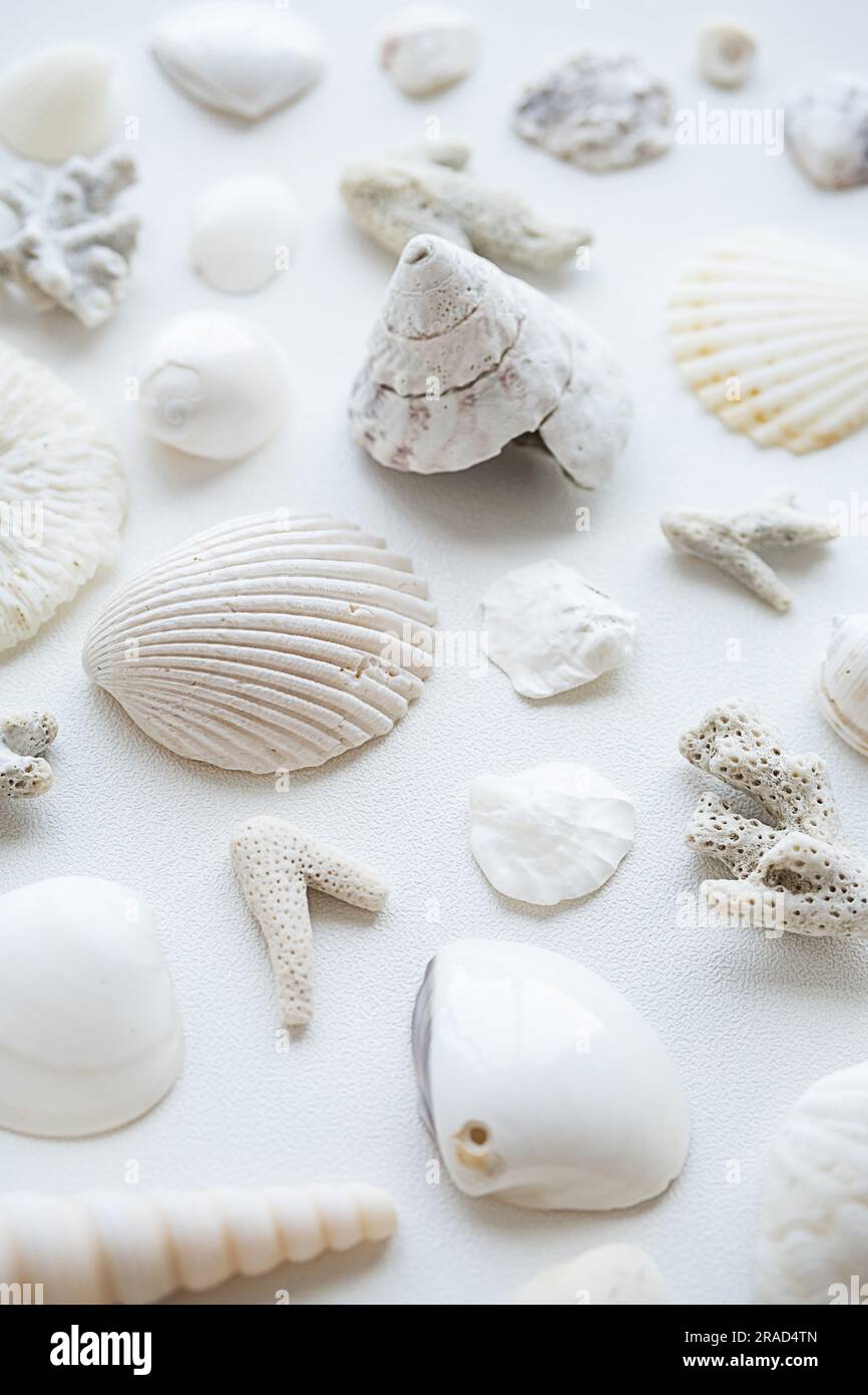 Monochrome seashells aesthetic background. Sea shells summery poster ...