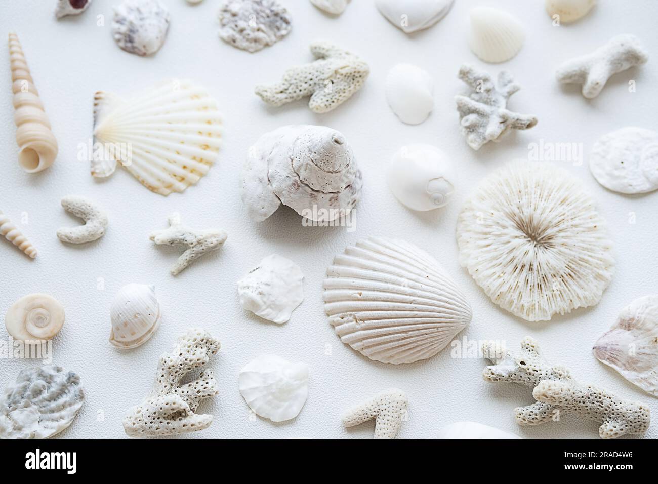 Monochrome seashells aesthetic background. Sea shells summery poster ...