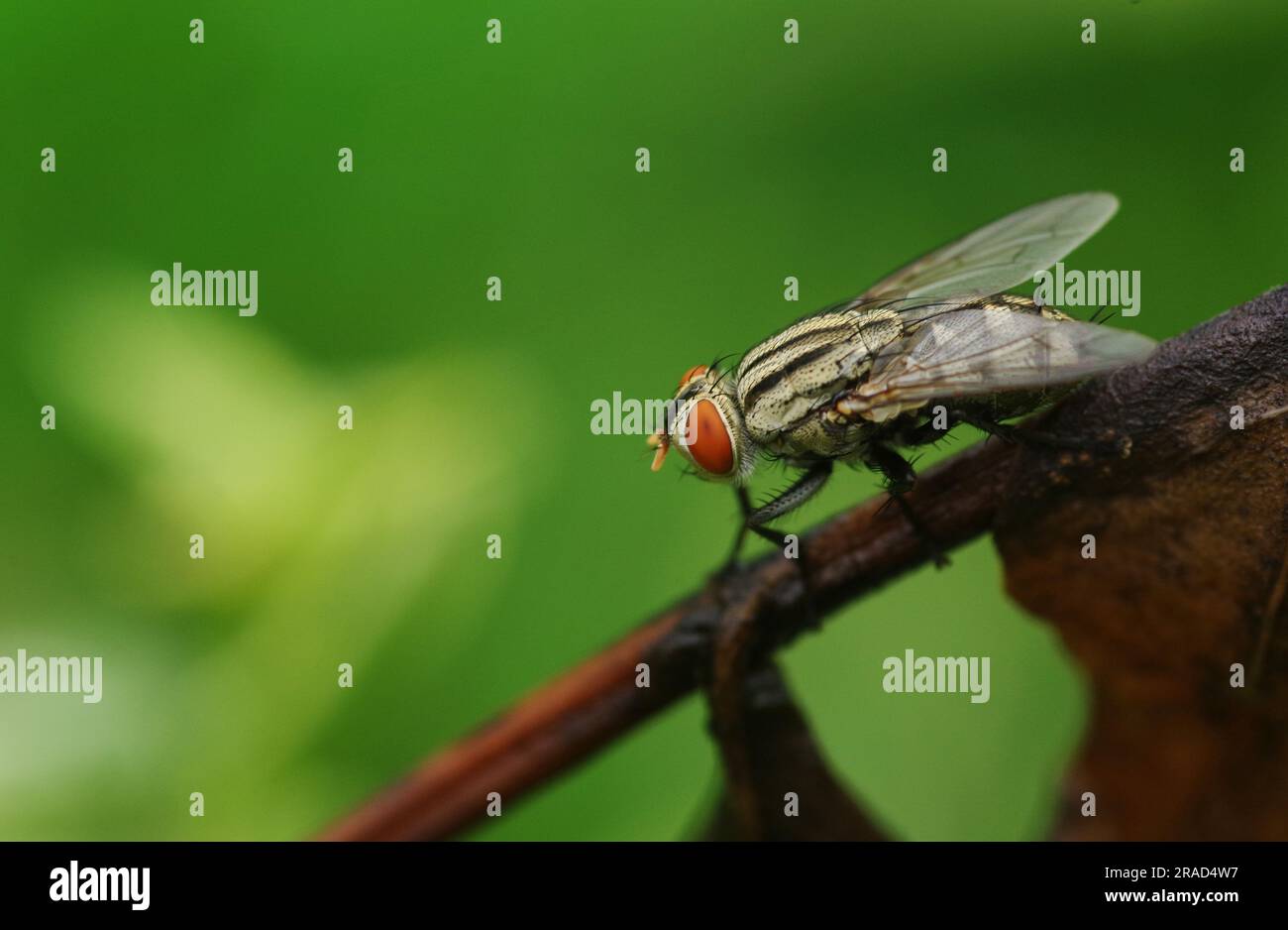 Decaying leaf insect hi-res stock photography and images - Alamy