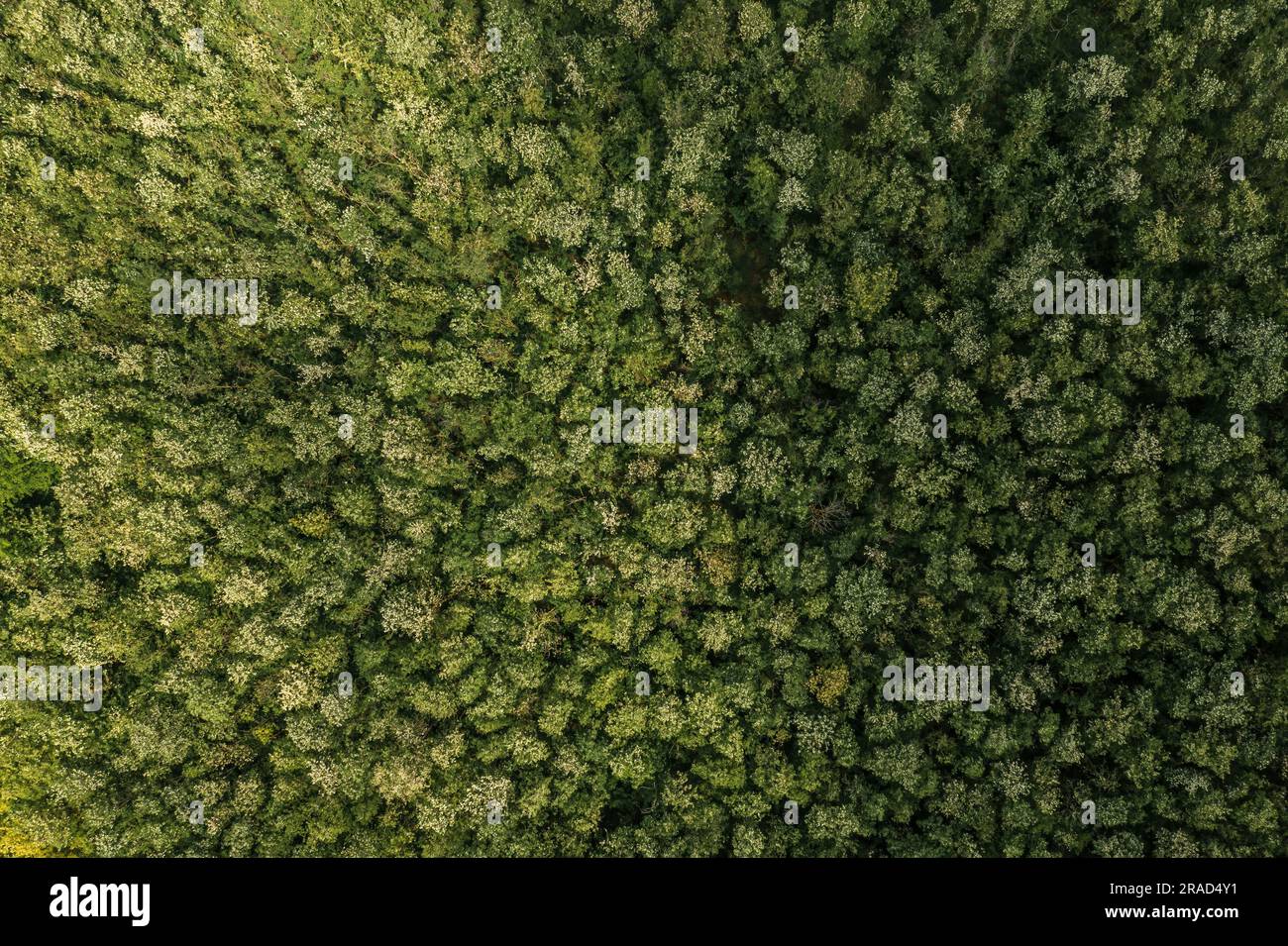 Lush green deciduous tree woodland and forest landscape aerial view ...