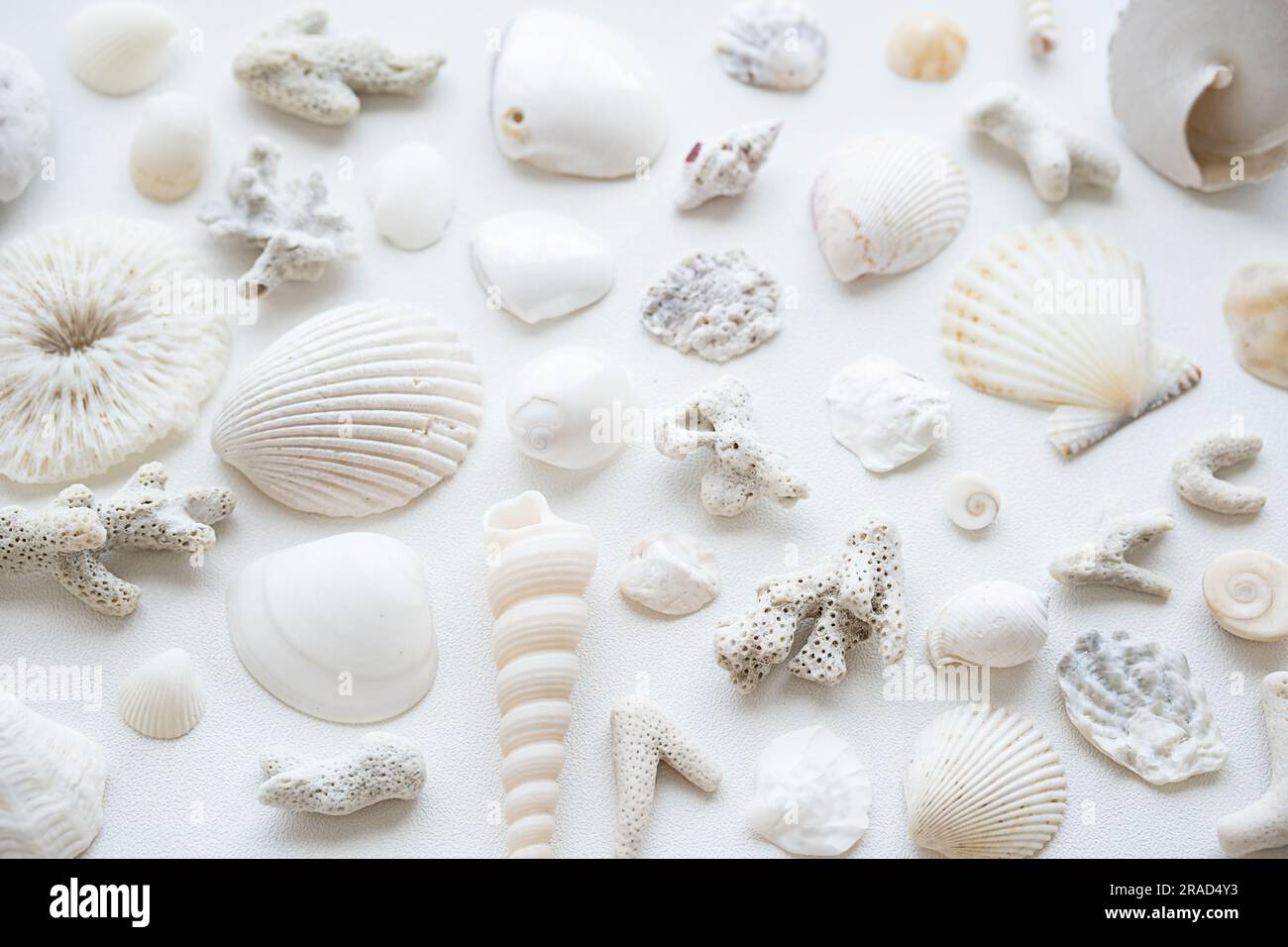 Monochrome seashells aesthetic background. Sea shells summery poster ...