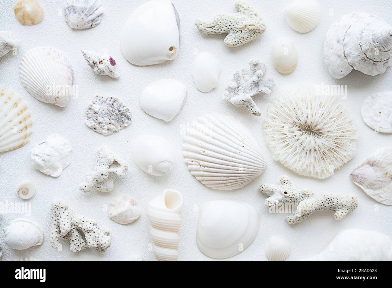 Monochrome seashells aesthetic background. Sea shells summery poster ...