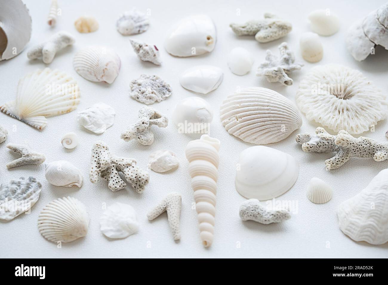 Monochrome seashells aesthetic background. Sea shells summery poster ...