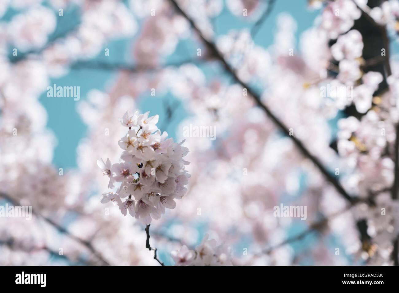 Beautiful cherry blossom sakura in spring time Stock Photo - Alamy