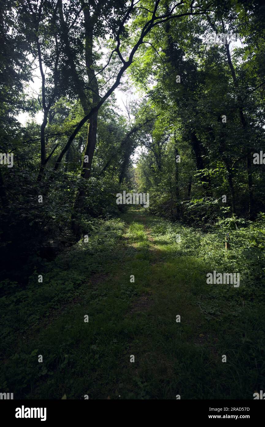 Grassy path in the shade on a sunny day in a forest in the italian ...