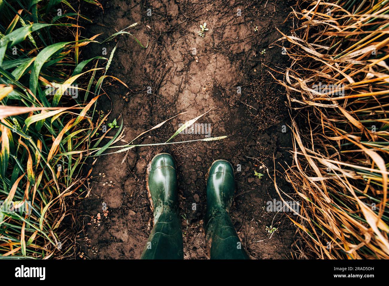 Top view of rubber boots in cultivated wheat field, farmer standing in ...