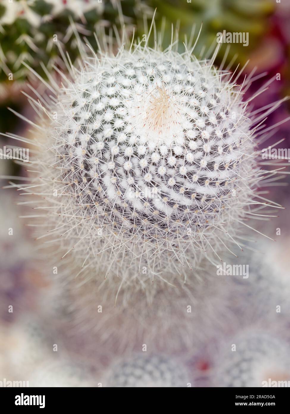 Head with spikes hi-res stock photography and images - Alamy