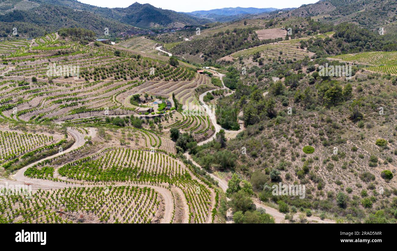 Aerial view of vineyards in the Priorat appellation of origin area in ...