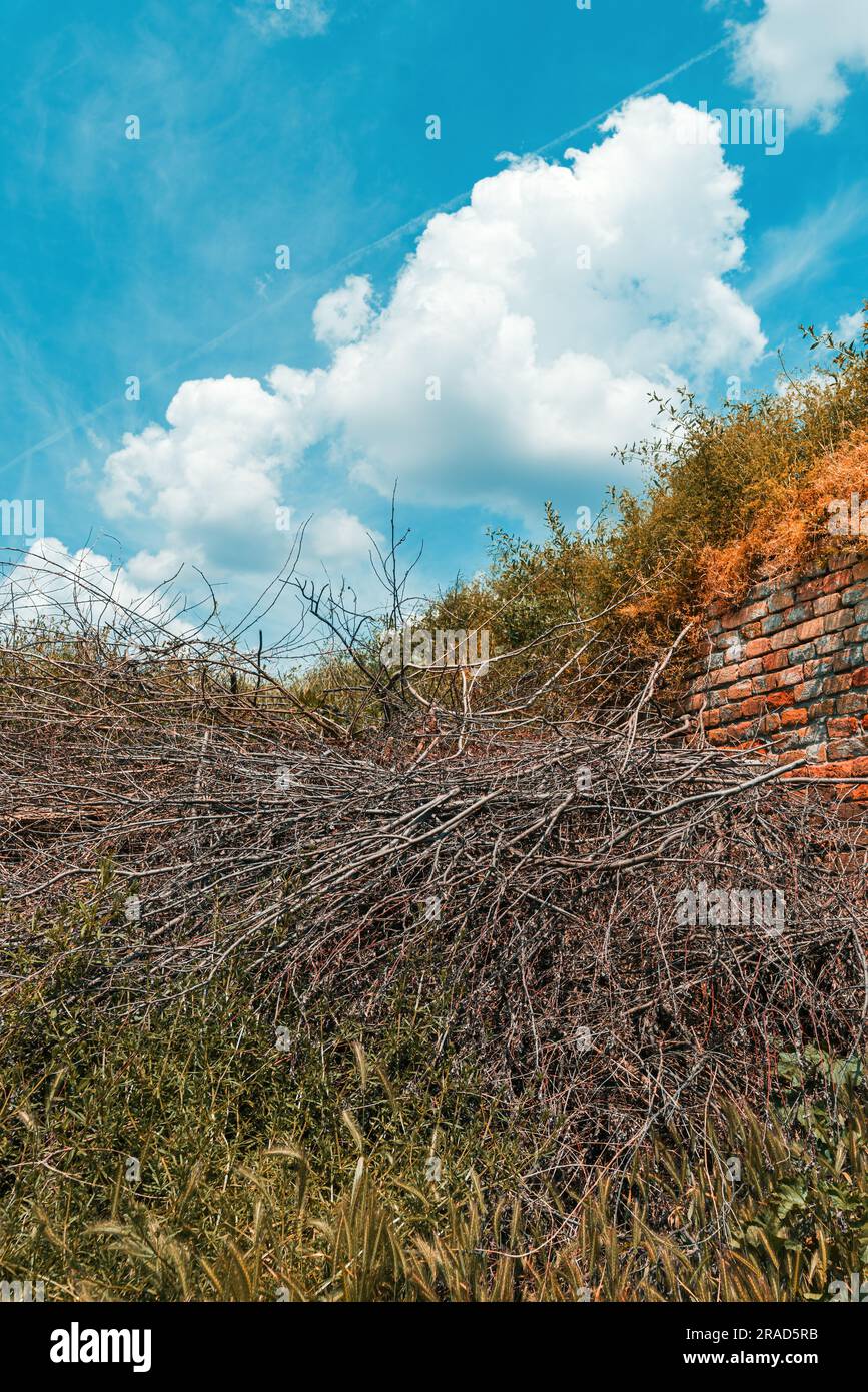 Pile of old tree branches next to old brick wall on sunny spring day ...