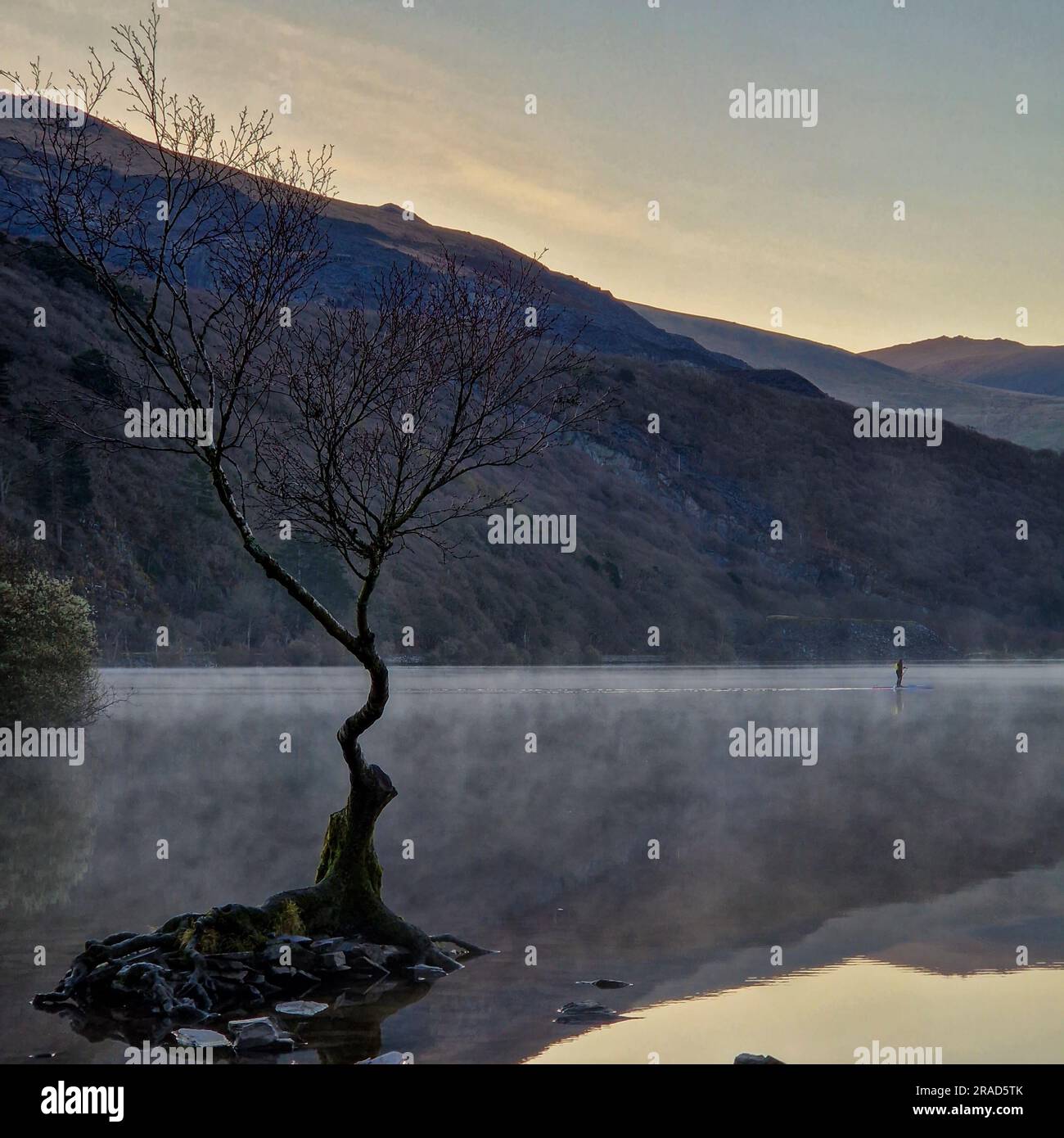 In the vast and picturesque landscapes of Wales, stands a solitary tree ...