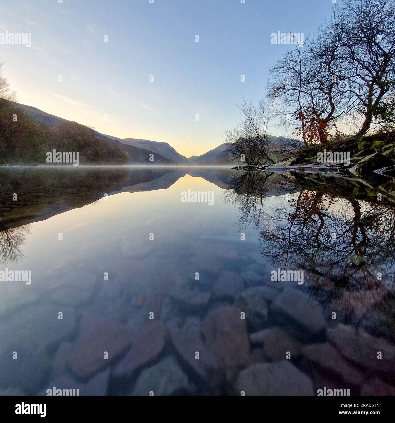 In the vast and picturesque landscapes of Wales, stands a solitary tree ...