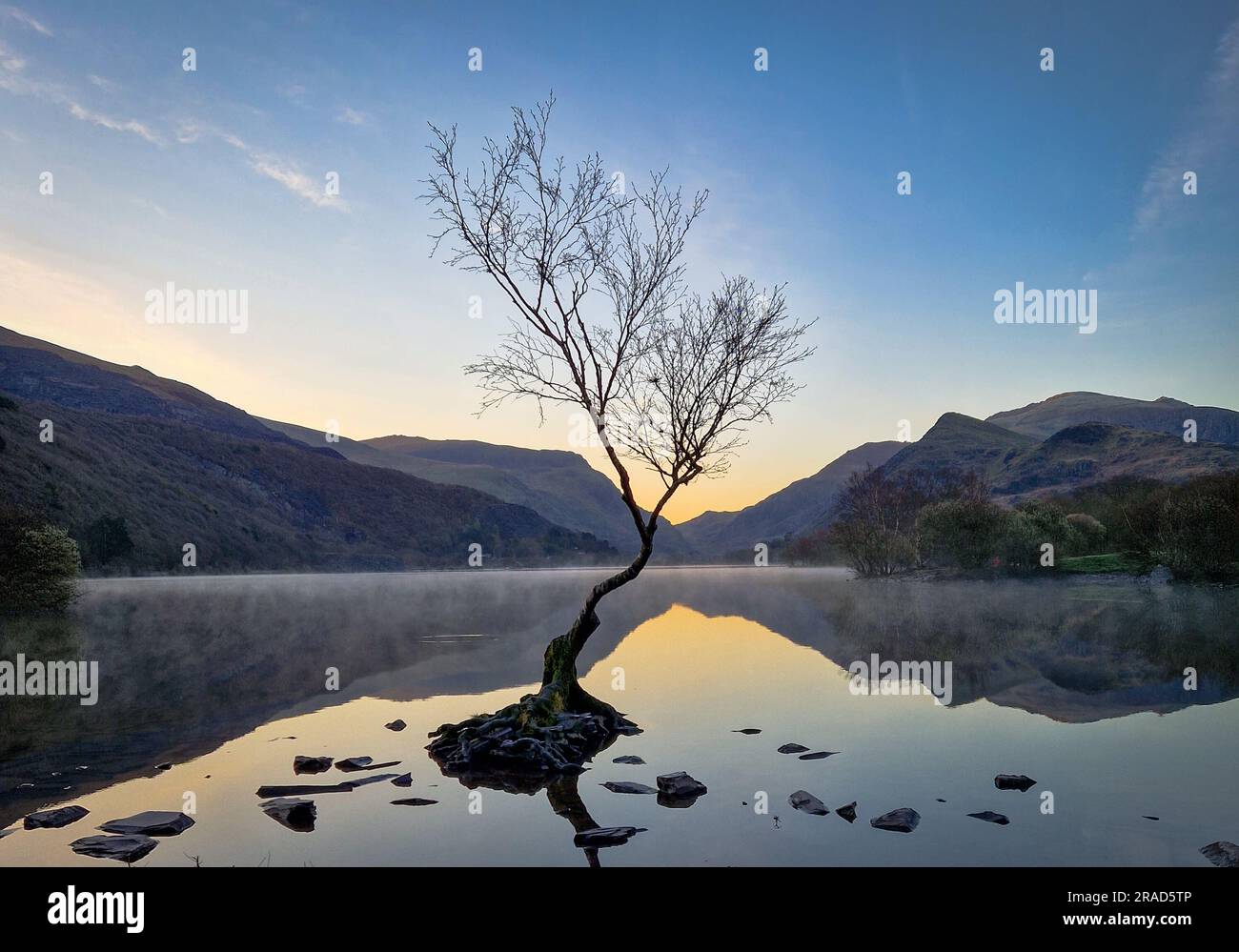 In the vast and picturesque landscapes of Wales, stands a solitary tree ...