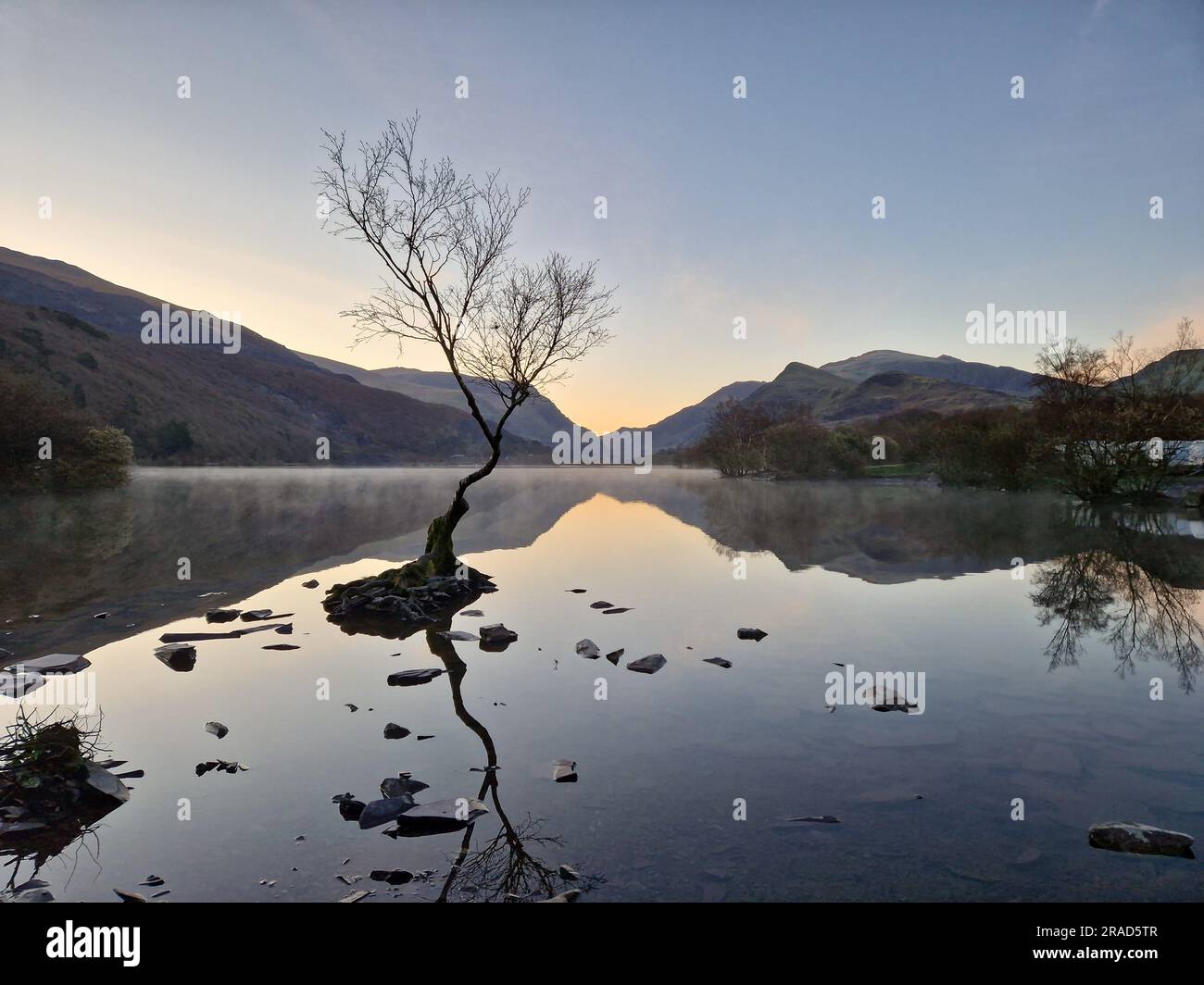 In the vast and picturesque landscapes of Wales, stands a solitary tree ...