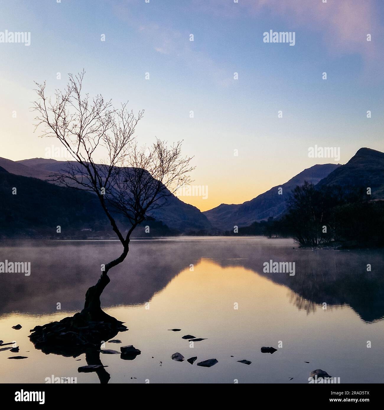 In the vast and picturesque landscapes of Wales, stands a solitary tree ...