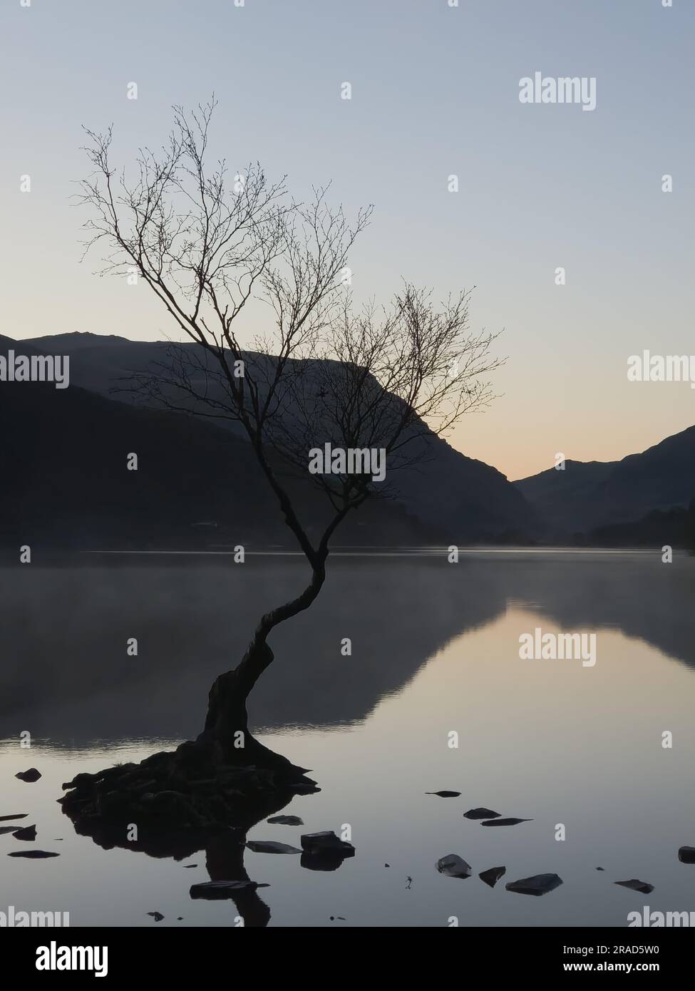 In the vast and picturesque landscapes of Wales, stands a solitary tree ...