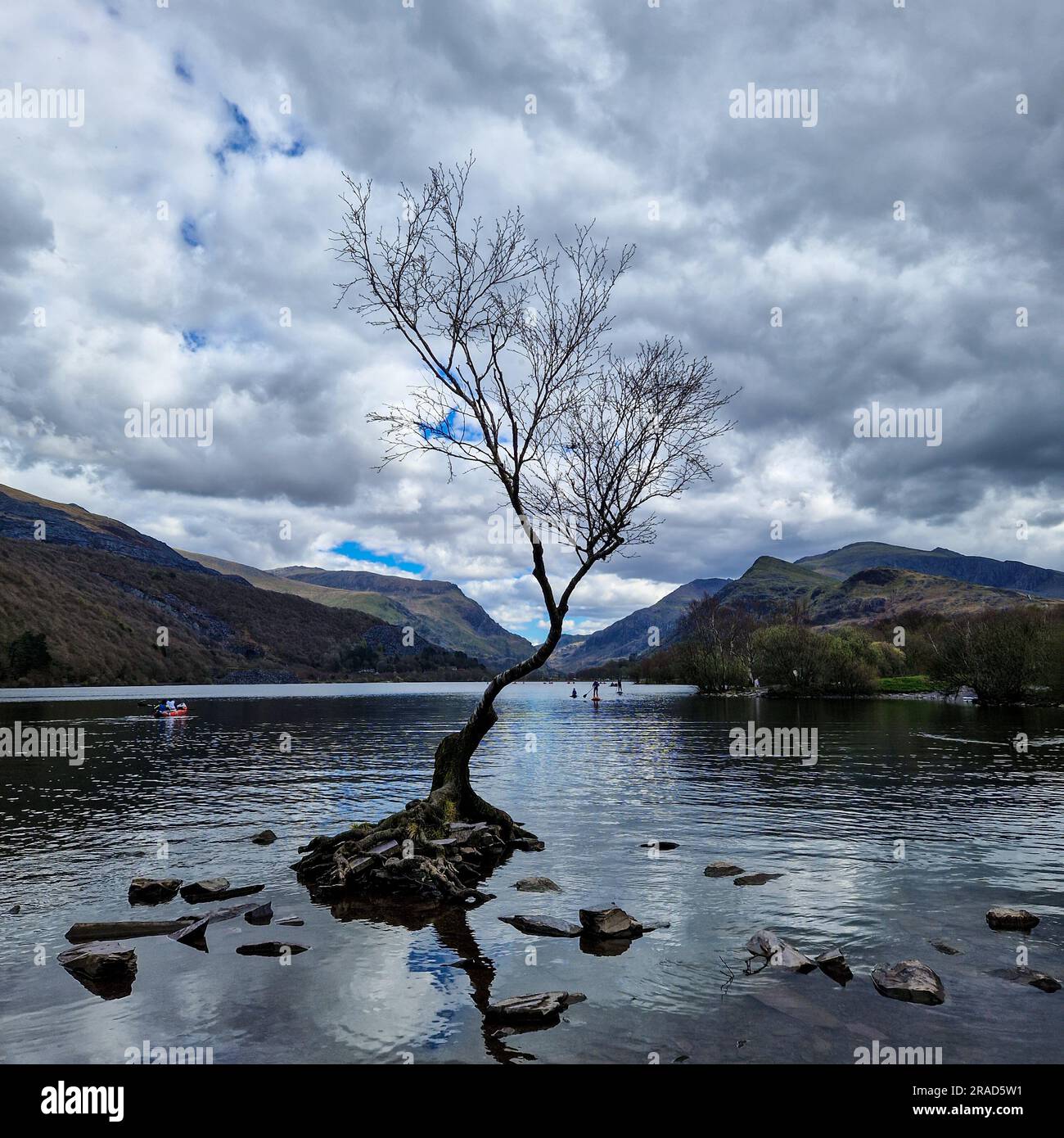 In the vast and picturesque landscapes of Wales, stands a solitary tree ...