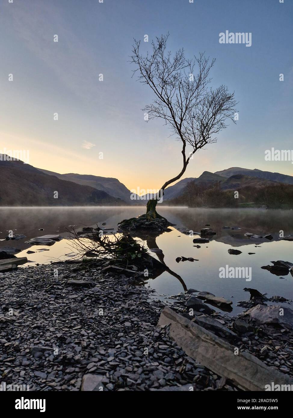 In the vast and picturesque landscapes of Wales, stands a solitary tree ...