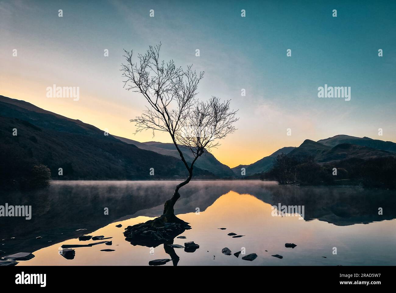 In the vast and picturesque landscapes of Wales, stands a solitary tree ...