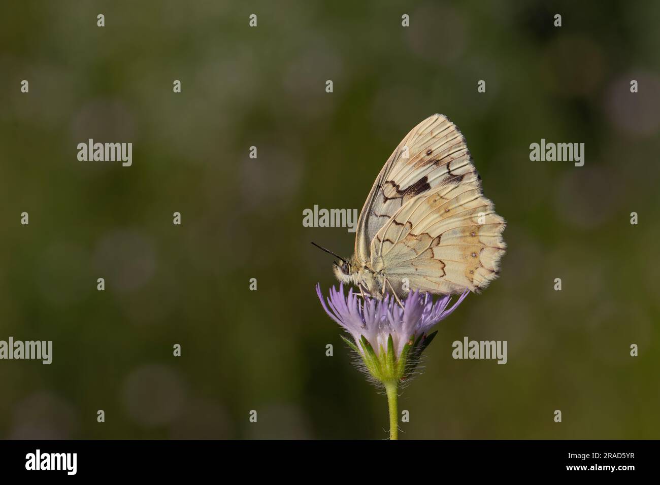 large butterfly on scabies, Syrian Marbled White, Melanargia syriaca ...