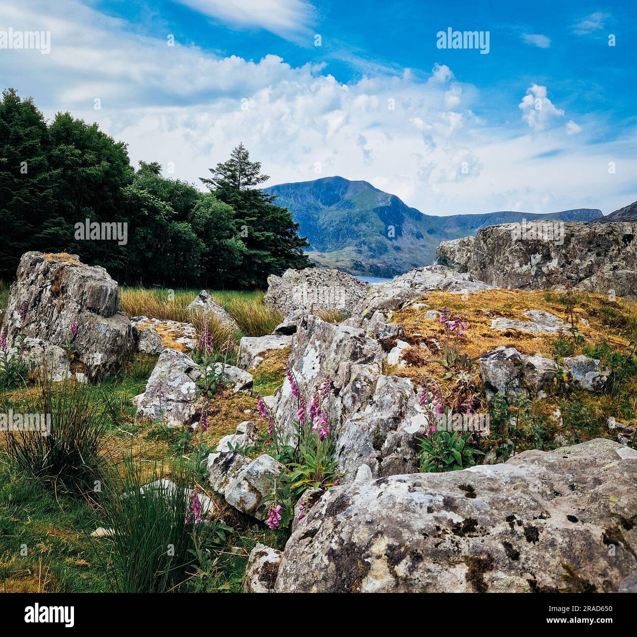 Rising proudly in the heart of Snowdonia National Park, Tryfan stands ...