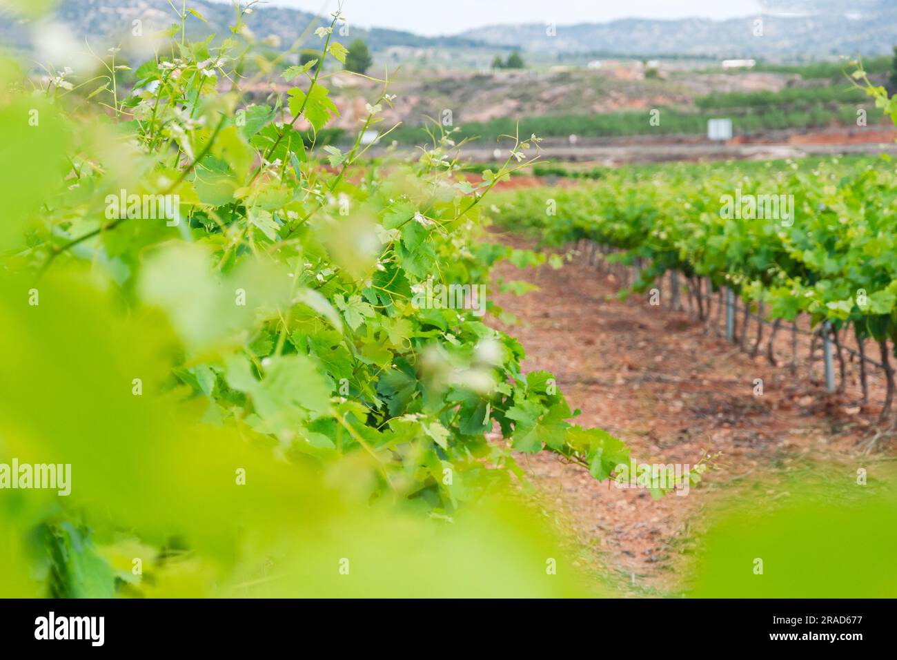 Green vineyards close-up, Grape farm close-up.beautiful landscape of ...