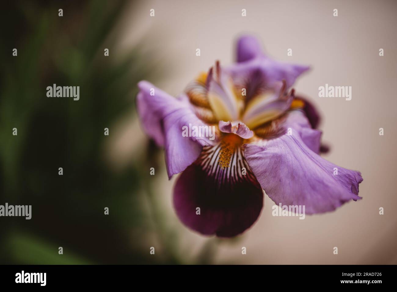 Tropical iris hi-res stock photography and images - Alamy