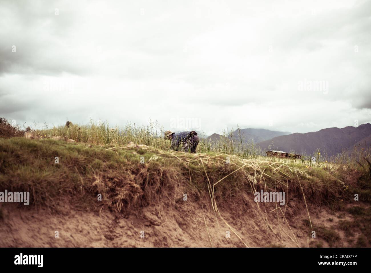 man works in field surrounded by mountains in peru Stock Photo - Alamy
