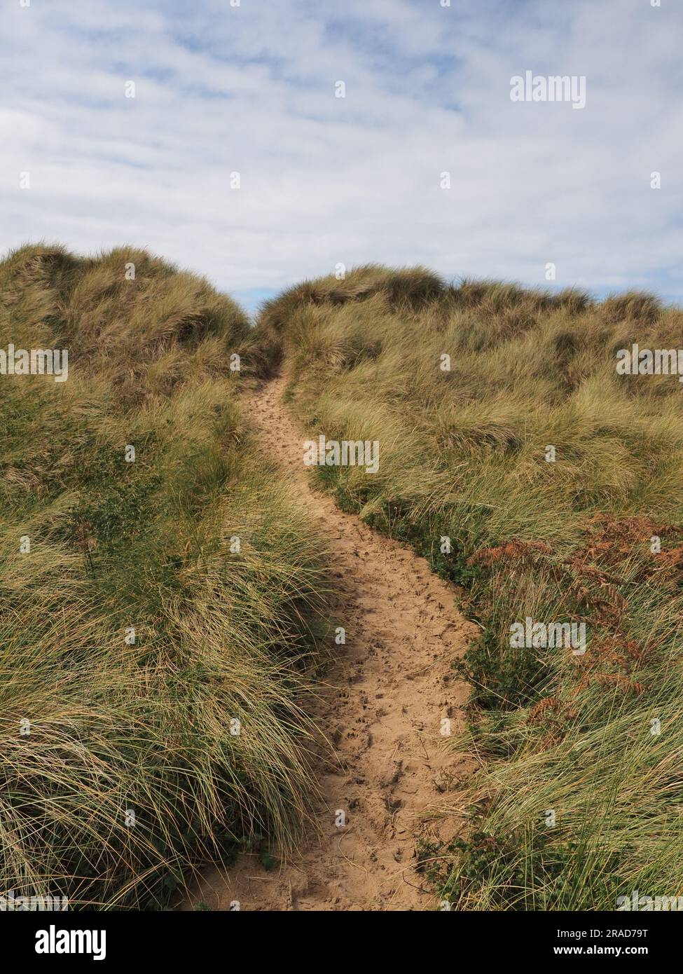 Path through Sand dunes with Maram grass, Gower Peninsula, Wales Stock ...