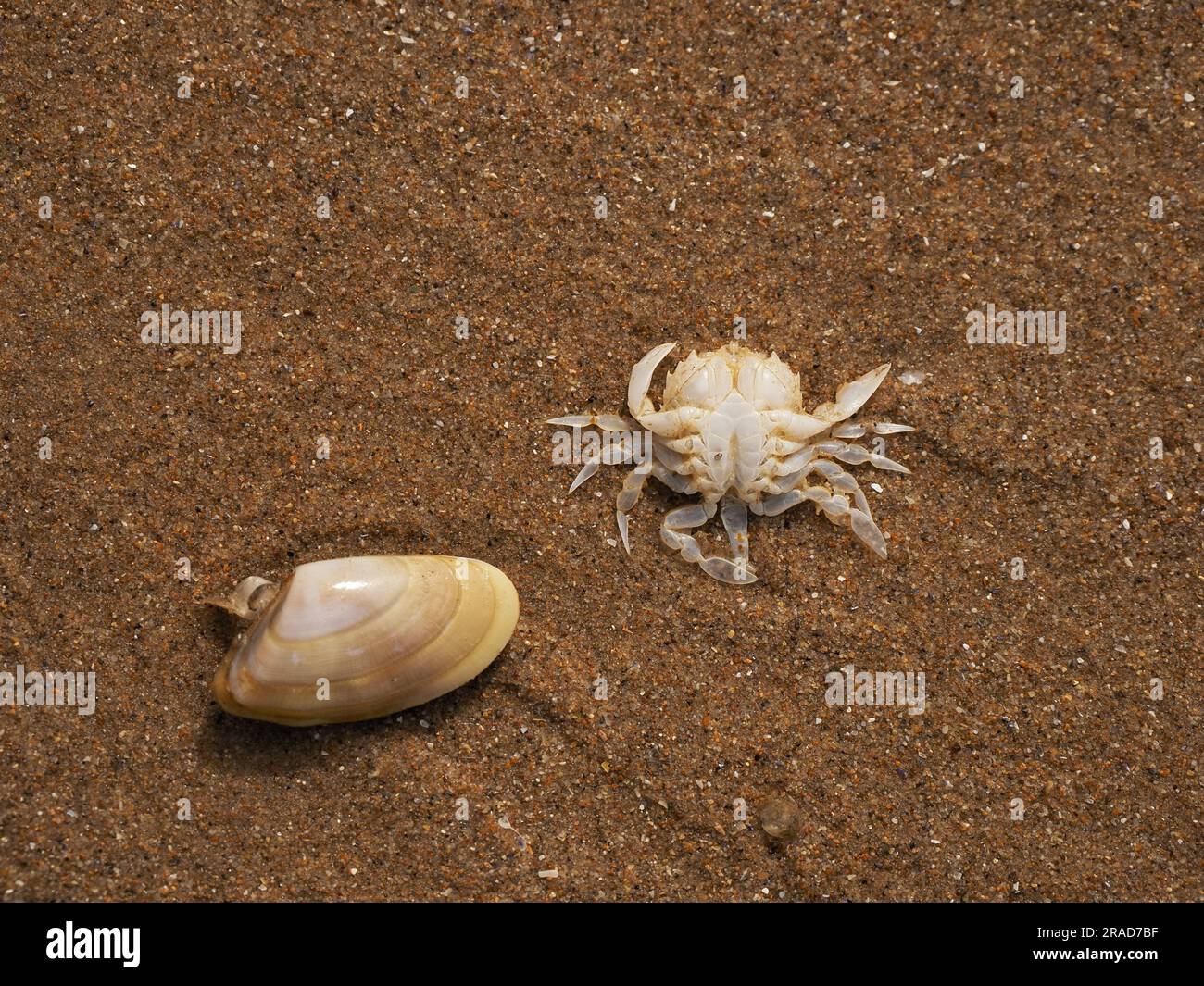 Dead creatures washed up on beach, Rhossili Bay, Gower Peninsula, Wales ...