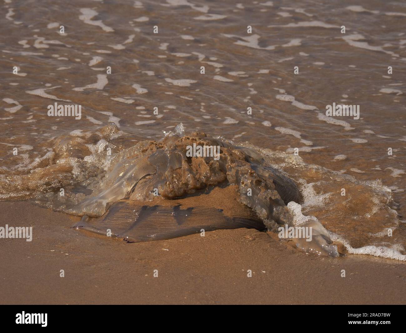 Jellyfish stranded on beach, Rhossili Bay, Gower Peninsula, Wales Stock ...