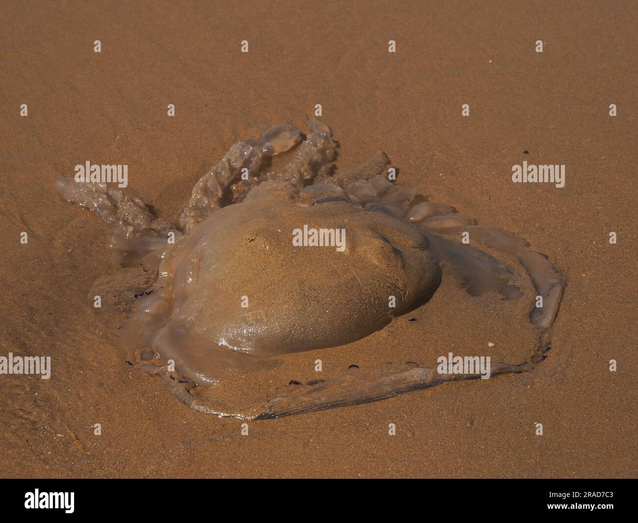 Jellyfish stranded on beach, Rhossili Bay, Gower Peninsula, Wales Stock ...