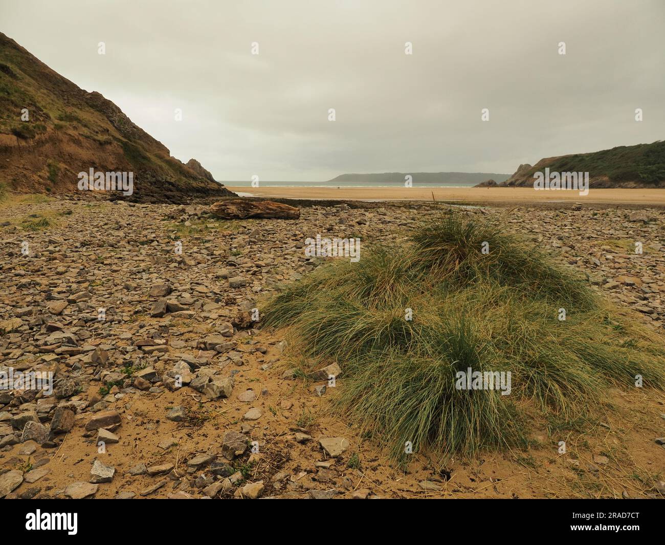 Tuft of marram grass in Pobbles Bay, Gower Peninsula, Wales Stock Photo ...