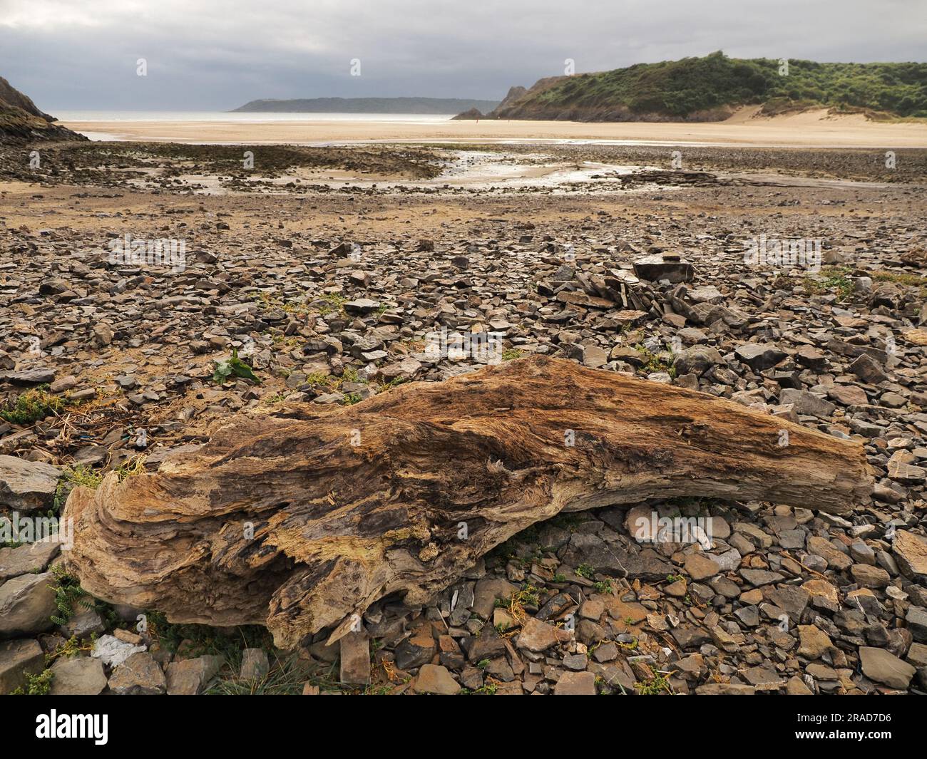 Driftwood log on beach in Pobbles Bay, Gower Peninsula, Wales Stock ...