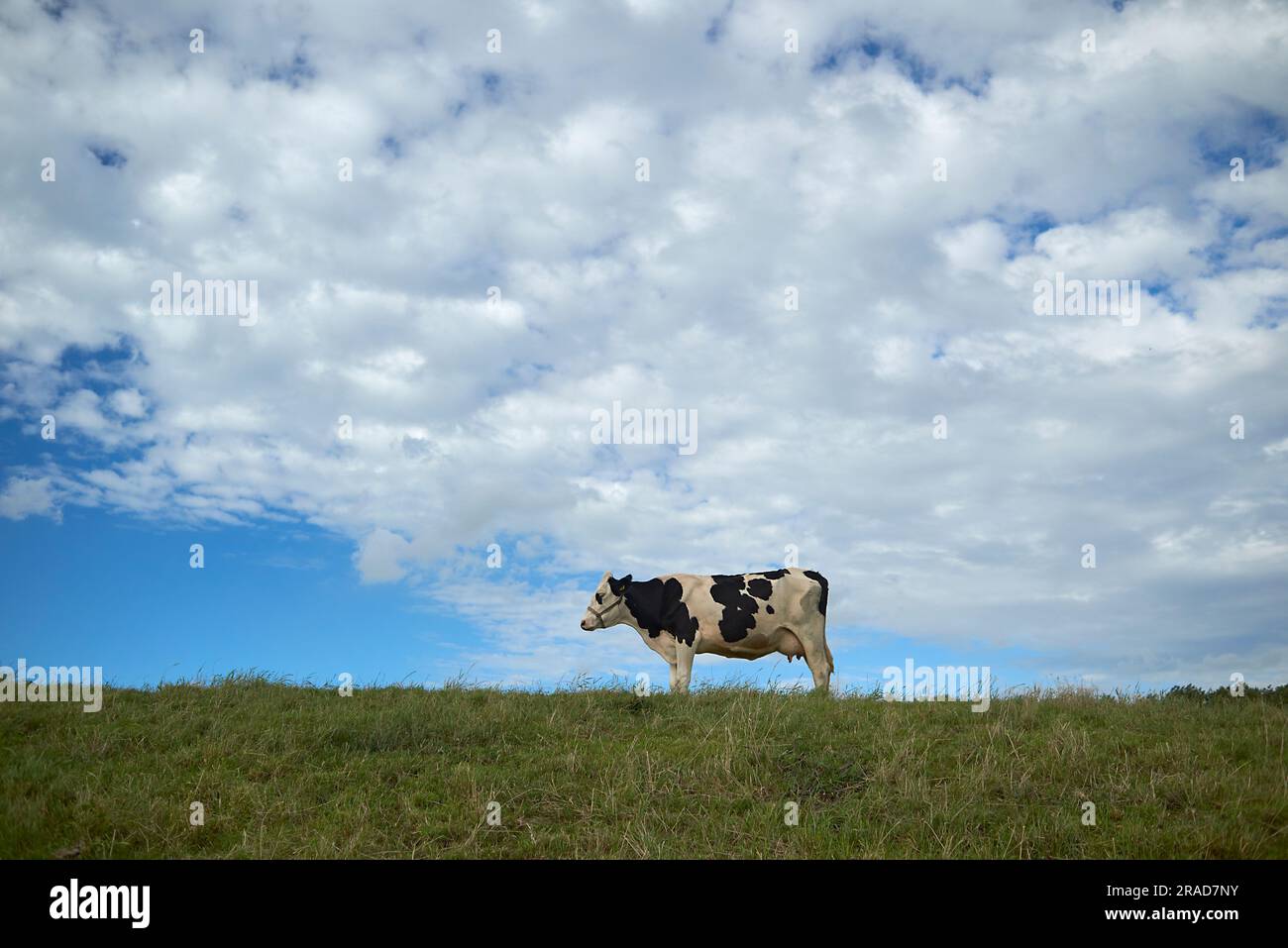 Healthy looking dairy cow standing on top of a green field in summer ...