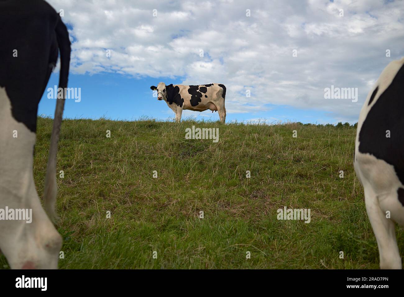 Healthy looking dairy cow standing on top of a green field in summer ...