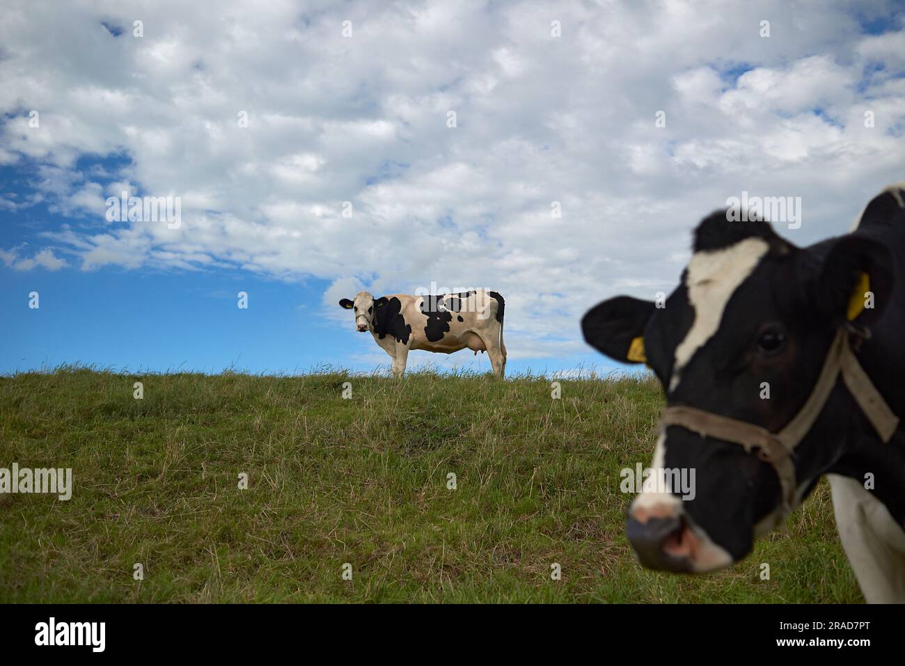 Healthy looking dairy cows standing on top of a green field in summer ...