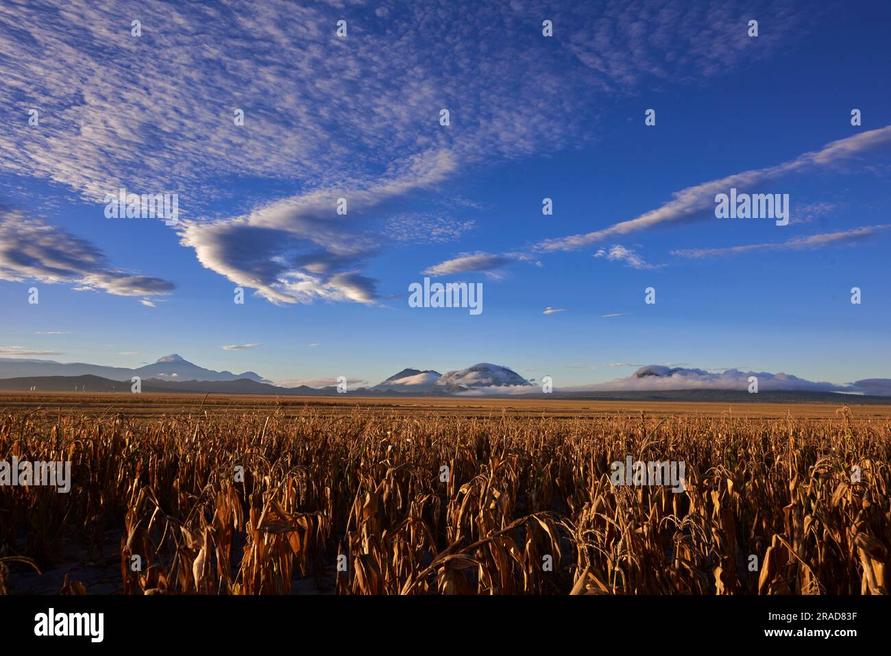Valley planted with corn with the volcano range at the bottom Stock ...