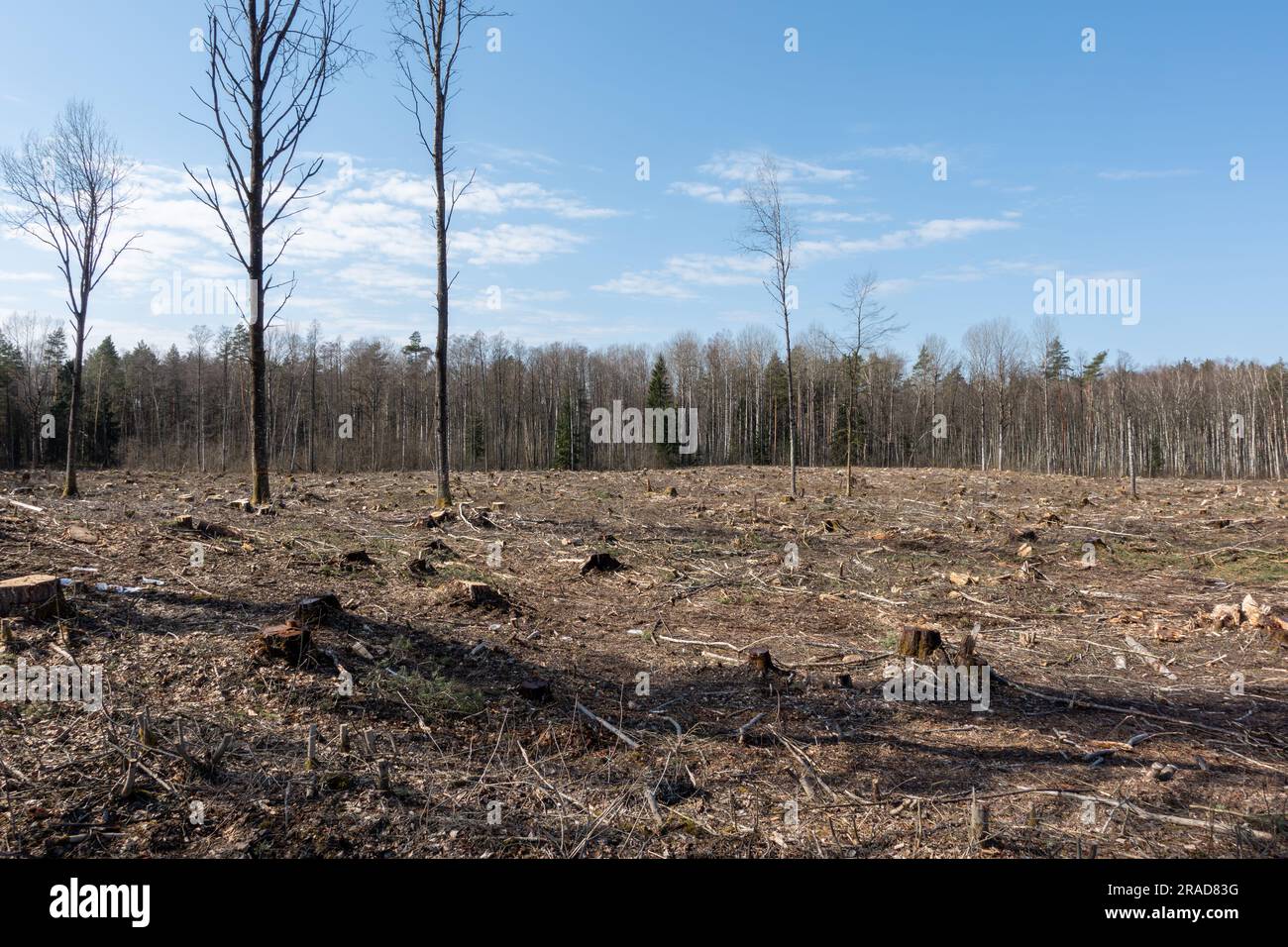 A felled forest against a blue sky. Destroying the environment Stock ...