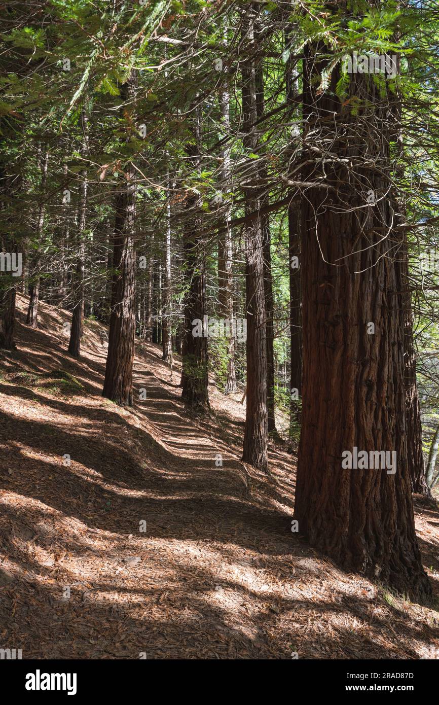Sequoia Forest in Cantabria Stock Photo - Alamy