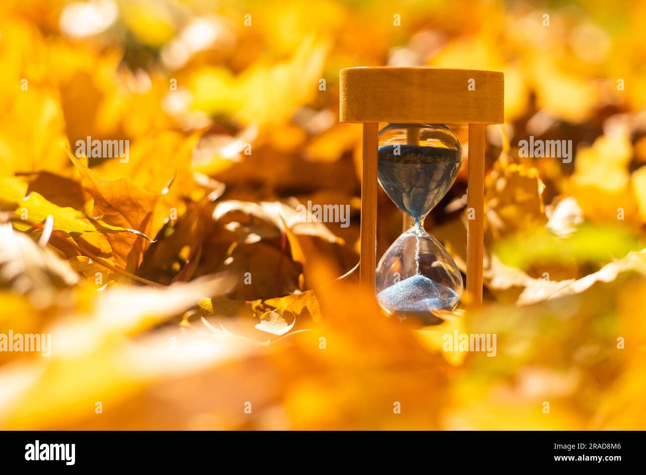 Hourglass and autumn leaves in the park. A symbol of passing time ...