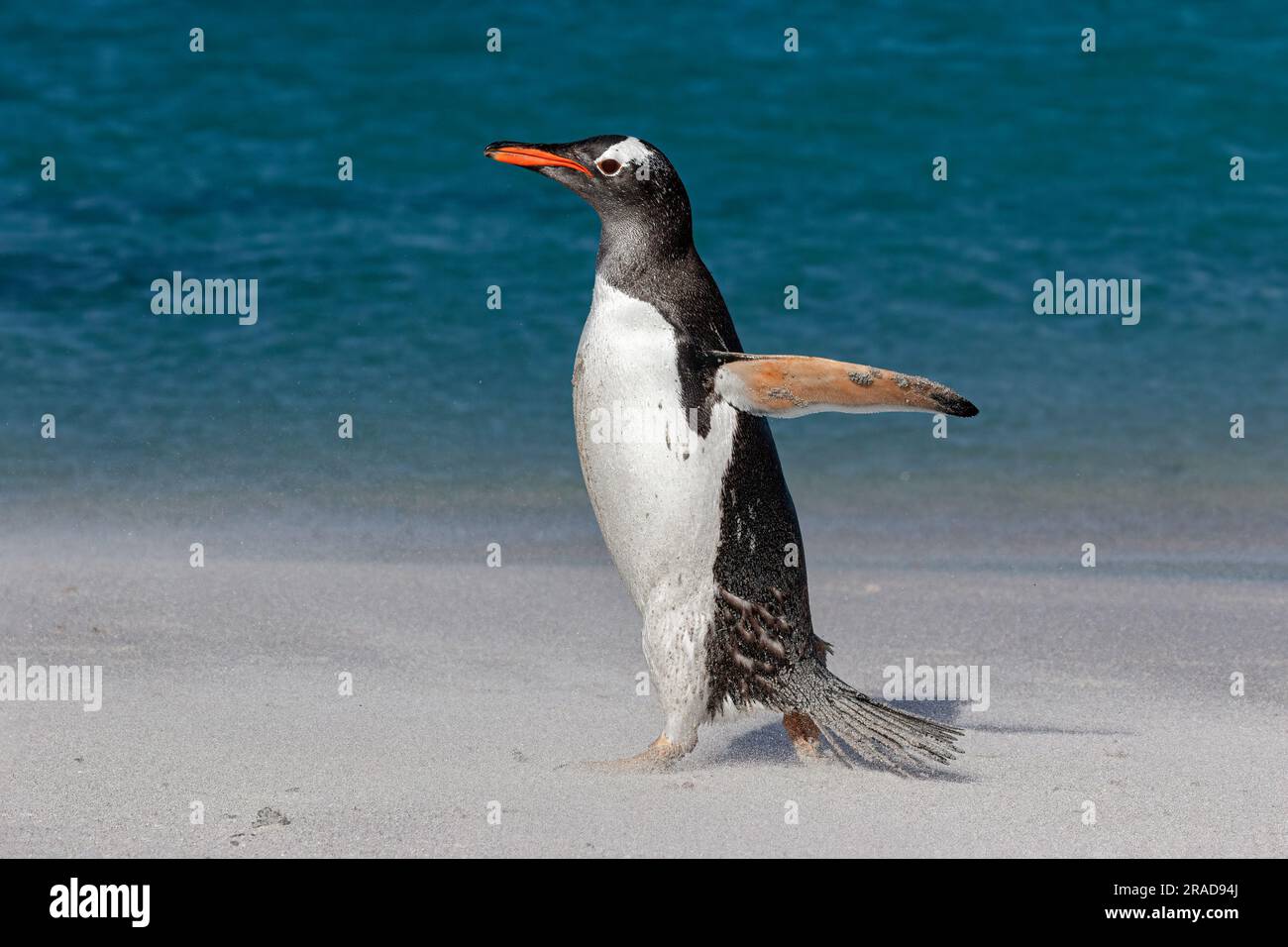 Papua bird species hi-res stock photography and images - Alamy