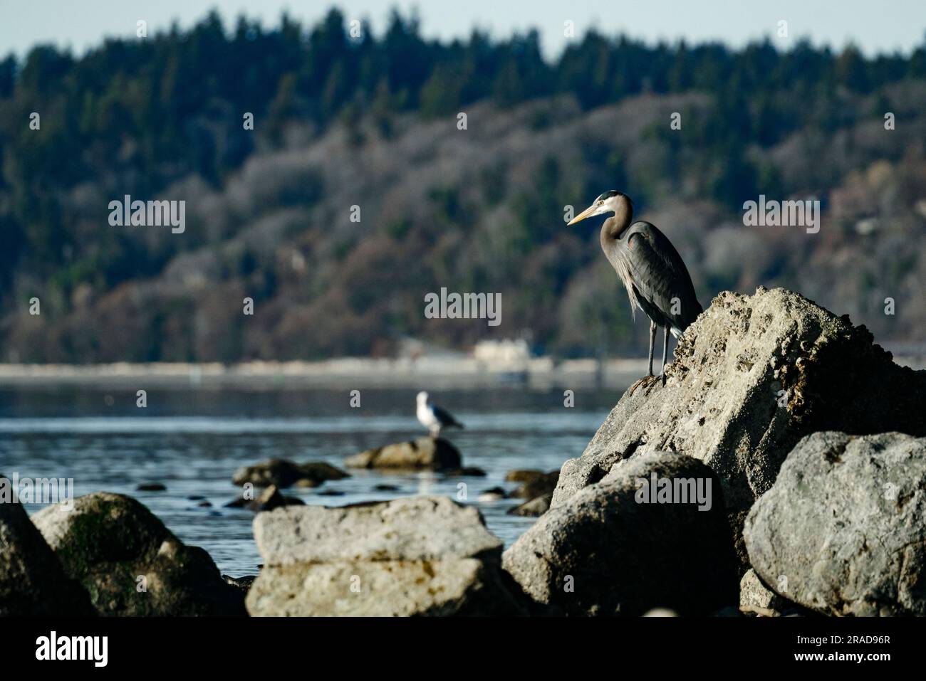 Heron side view blue heron hi-res stock photography and images - Alamy