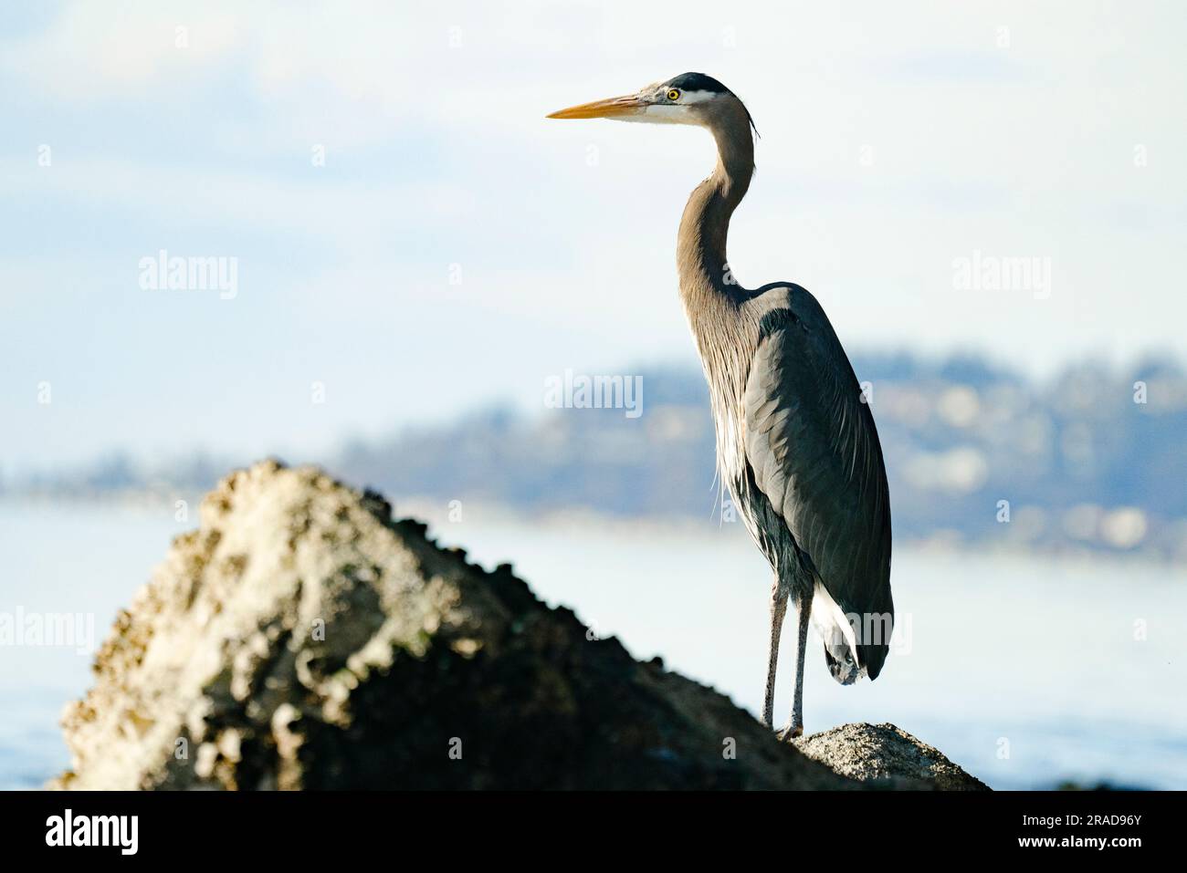 Side view of a Great Blue Heron on the shores of the Salish Sea Stock ...