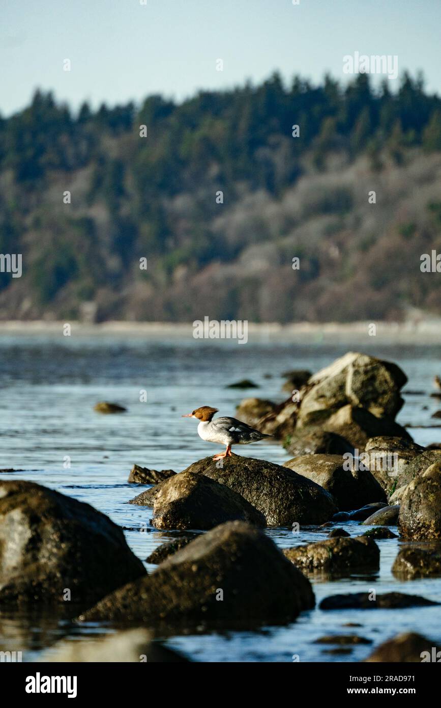 Puget sound marine wildlife hi-res stock photography and images - Alamy