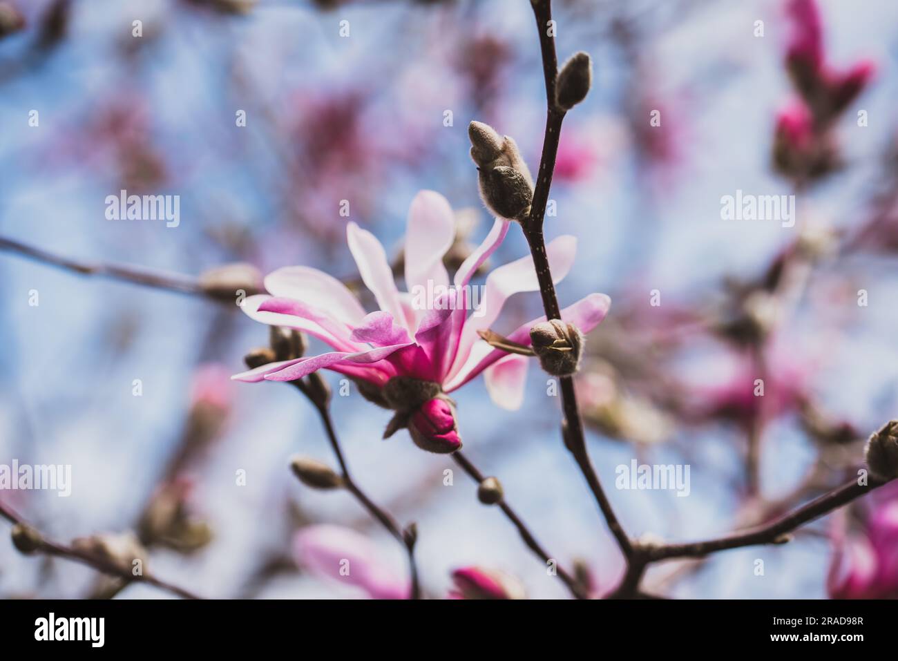 Magnolia flower bloom hi-res stock photography and images - Alamy