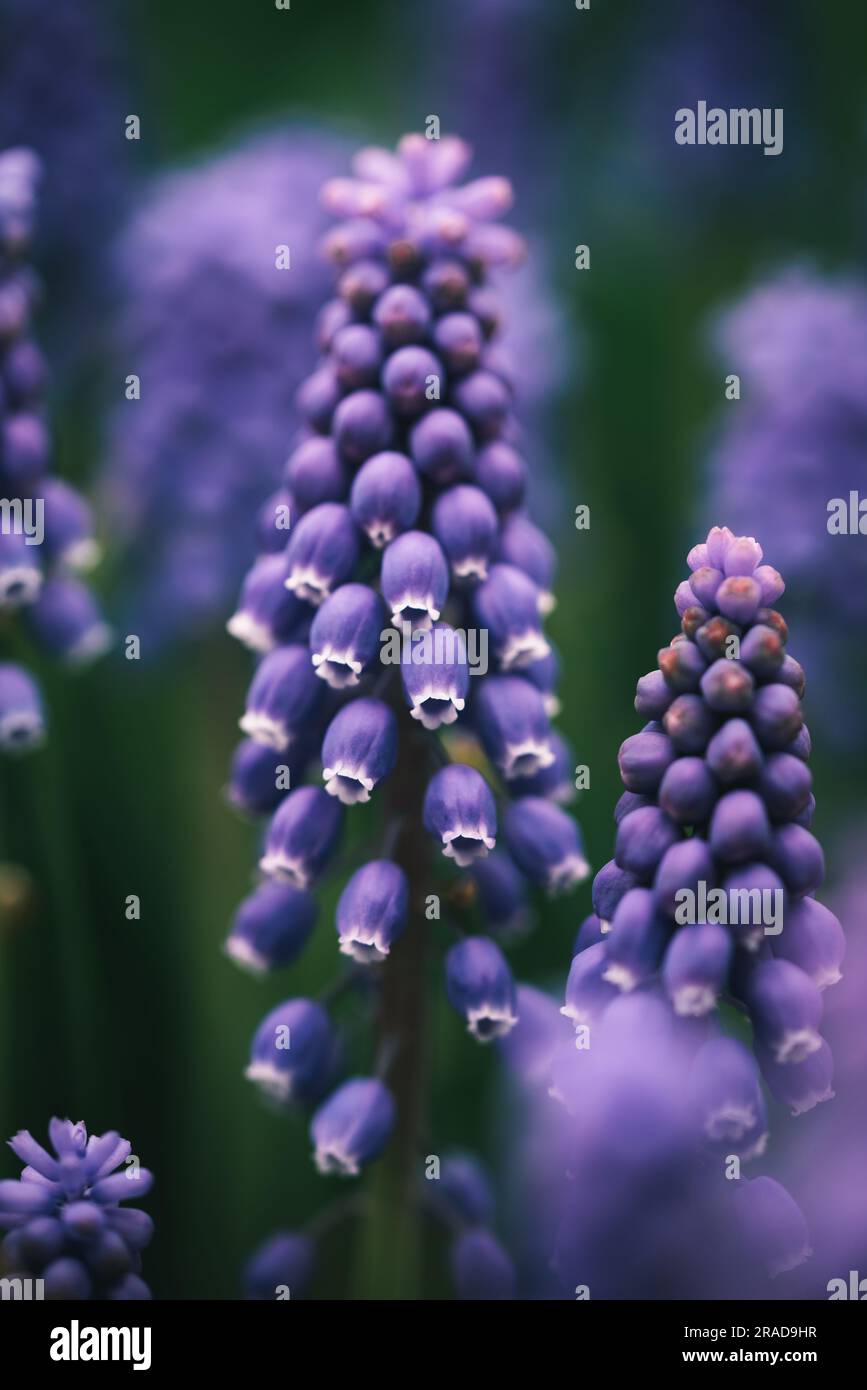 Grape flower hi-res stock photography and images - Alamy