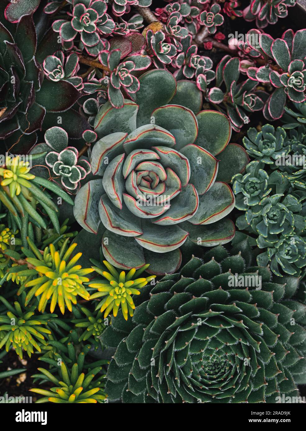 Close up variety succulent hi-res stock photography and images - Alamy