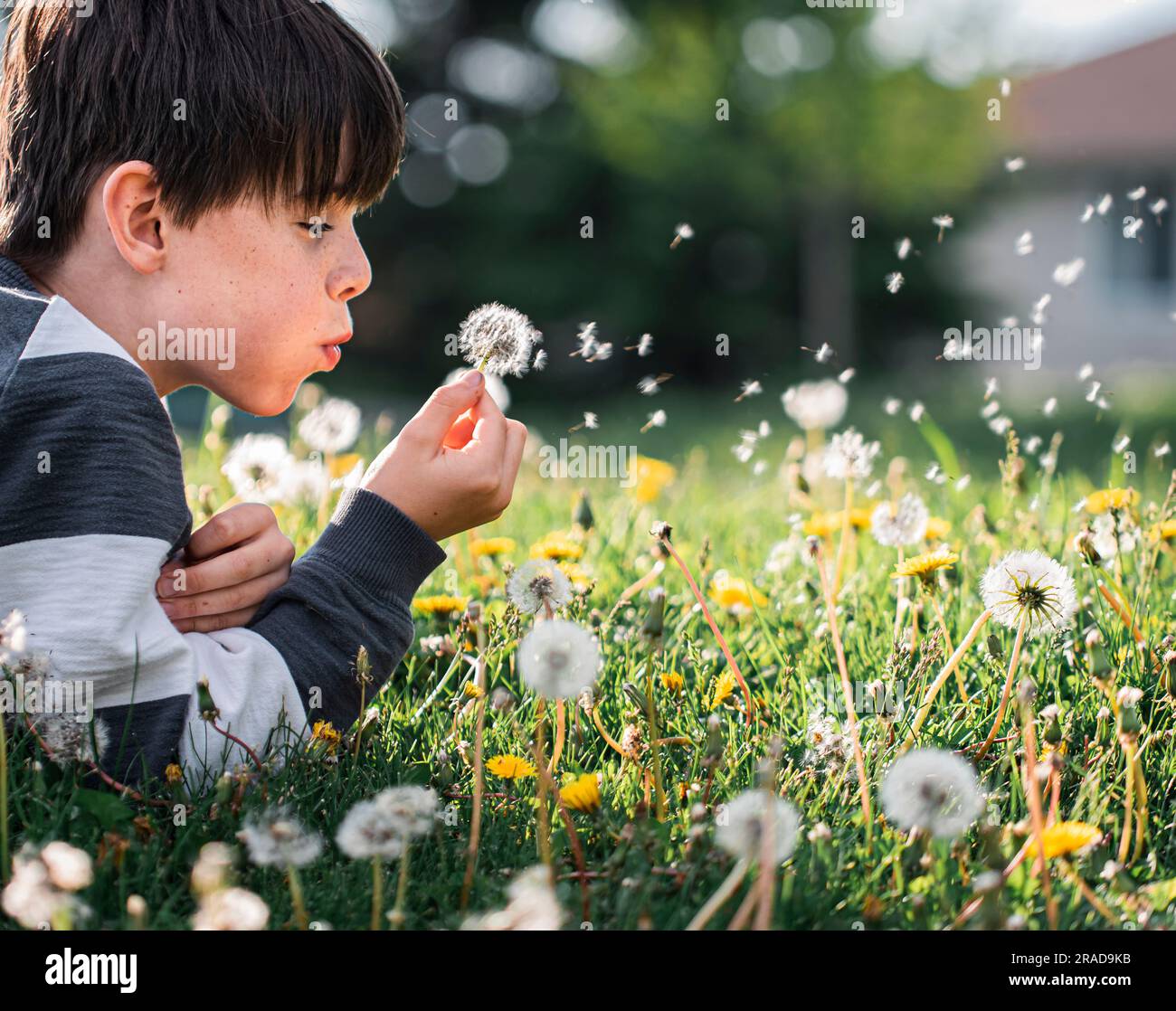 Child Blowing Dandelion
